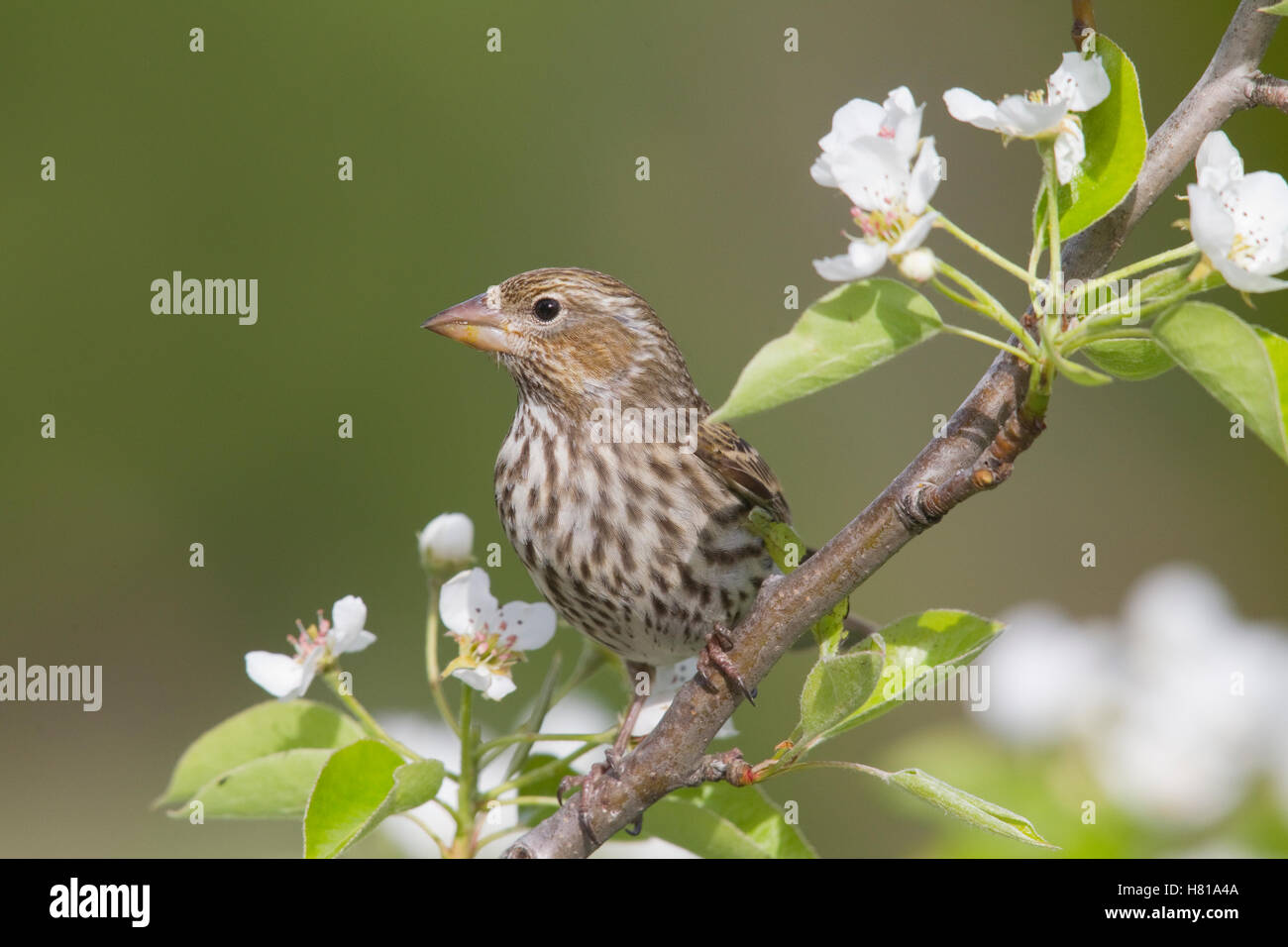 Cassin's Finch (Carpodacus cassinii) female in flowering tree, Troy ...