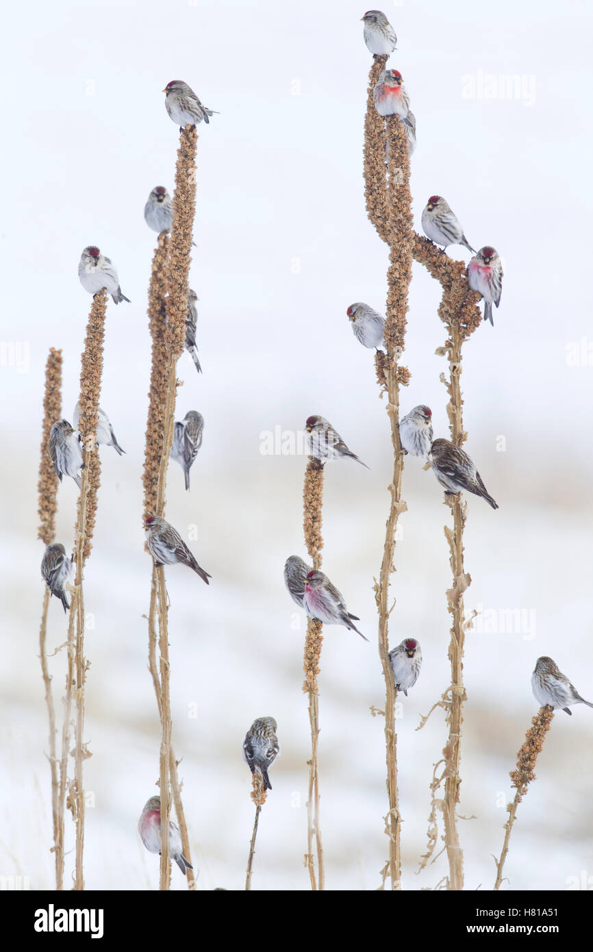 Common Redpoll (Carduelis flammea) flock in winter, Troy, Montana Stock ...