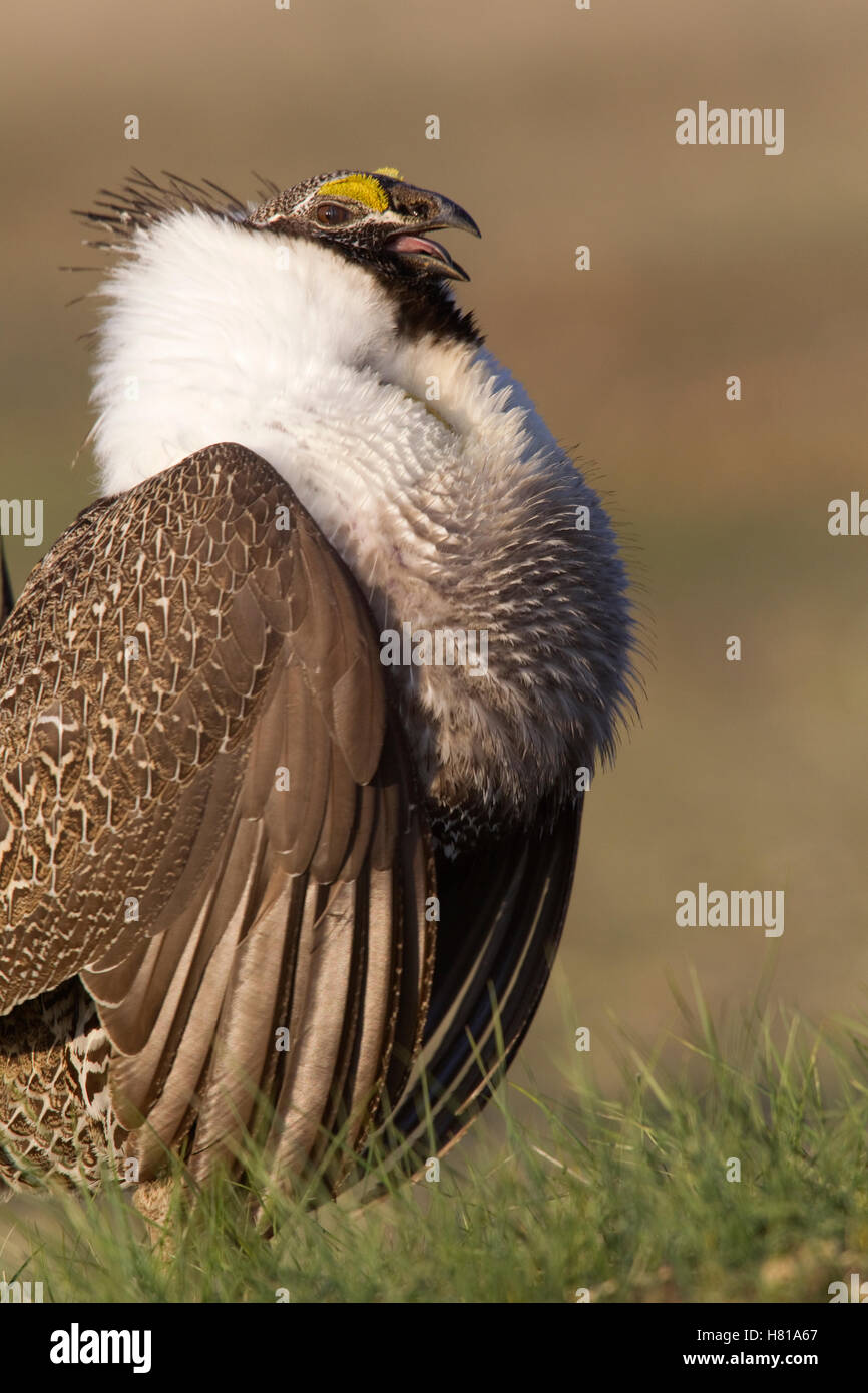 Sage Grouse (Centrocercus urophasianus) male displaying, UL Bend ...