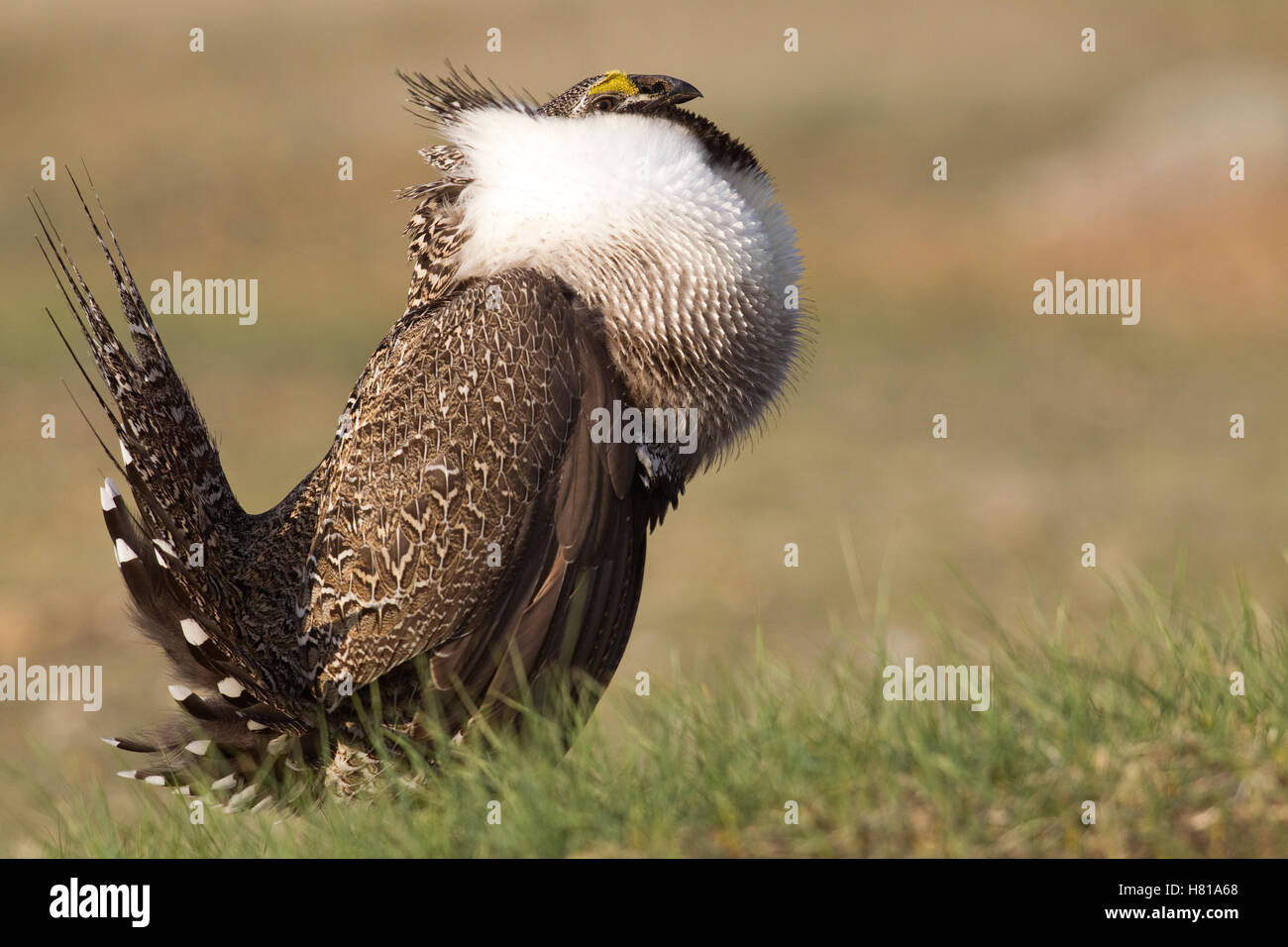Sage Grouse (Centrocercus urophasianus) male displaying, UL Bend ...