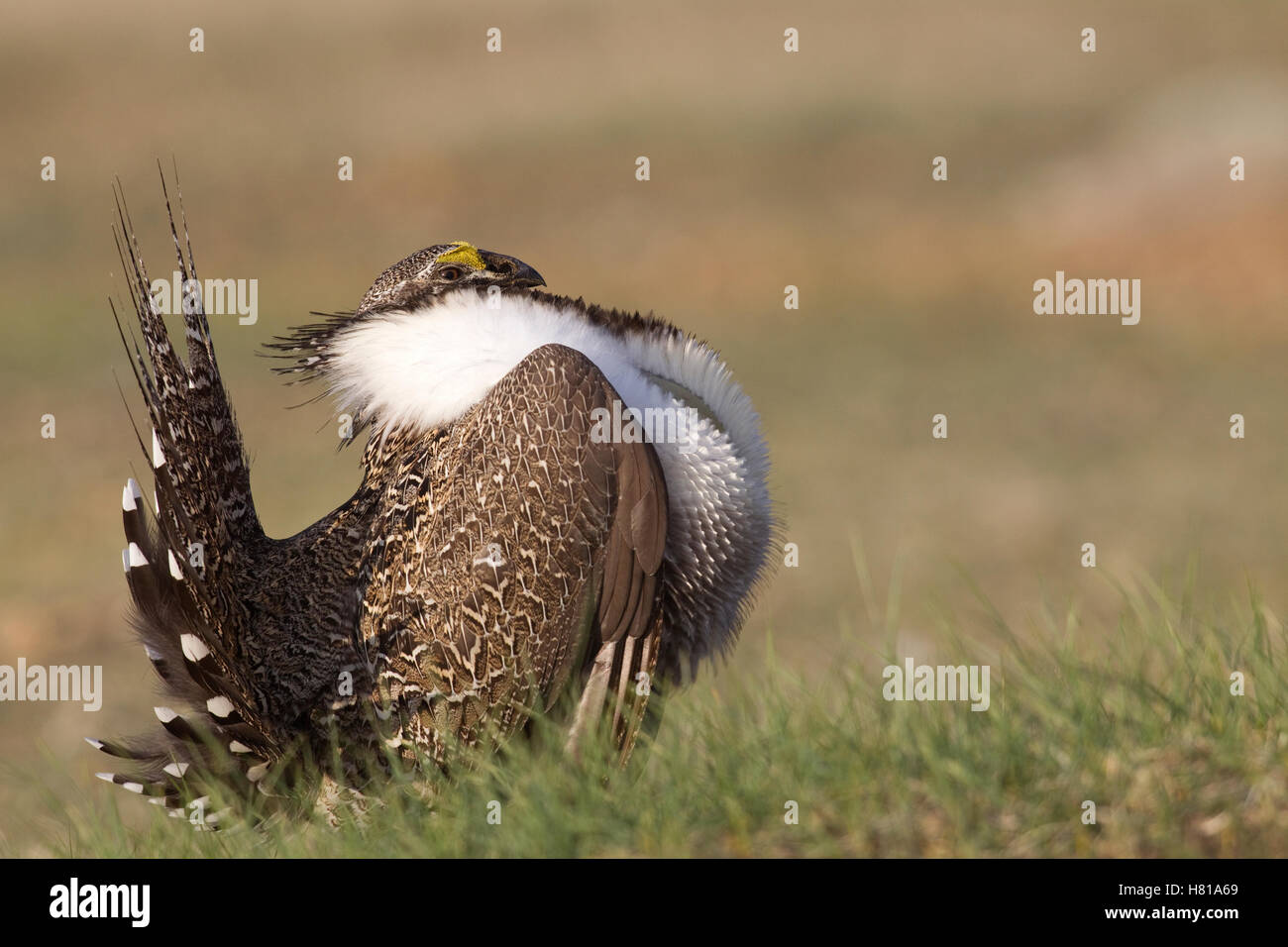 Sage Grouse (Centrocercus urophasianus) male displaying, UL Bend ...