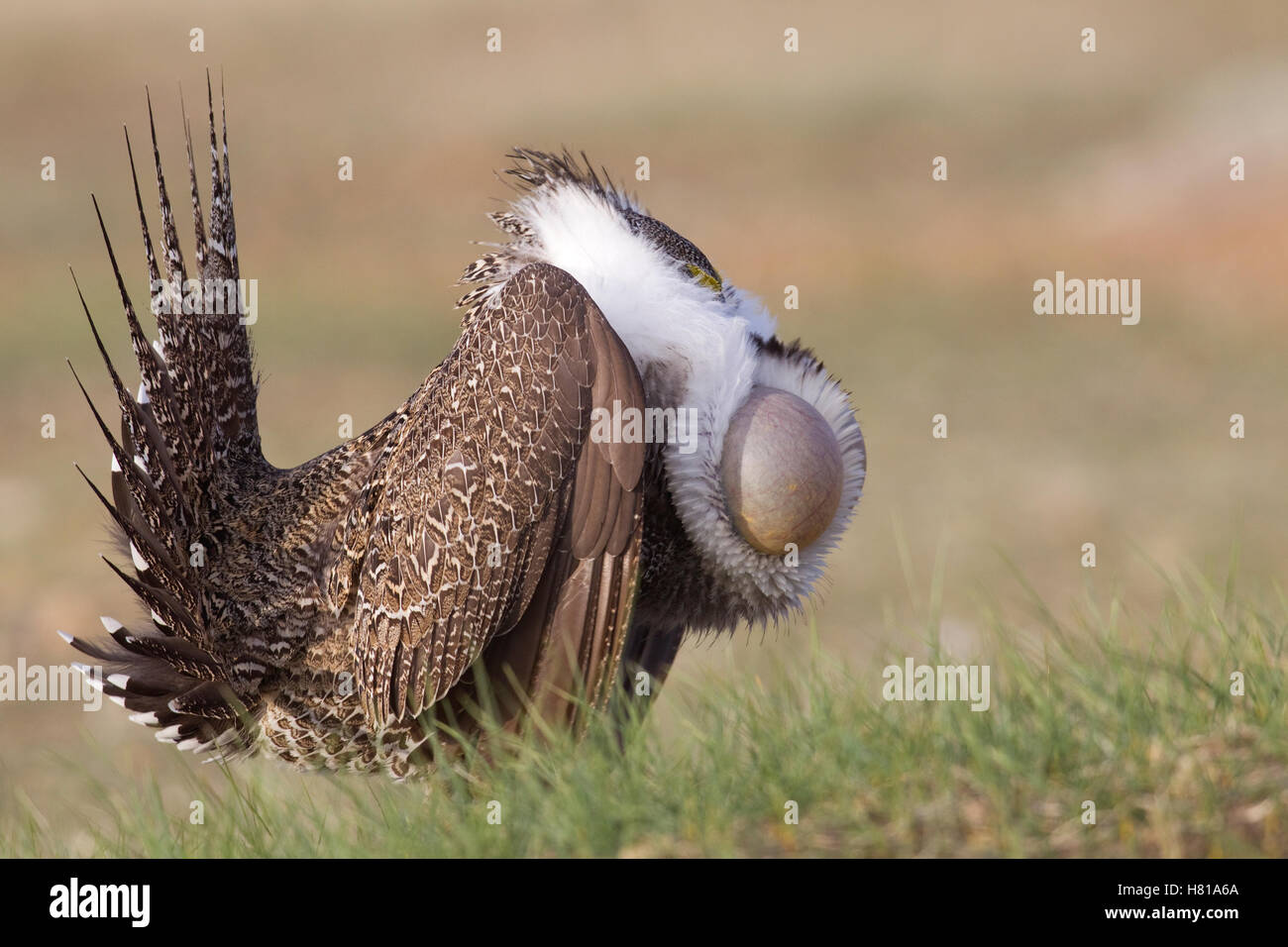 Sage Grouse (Centrocercus urophasianus) male displaying, UL Bend ...
