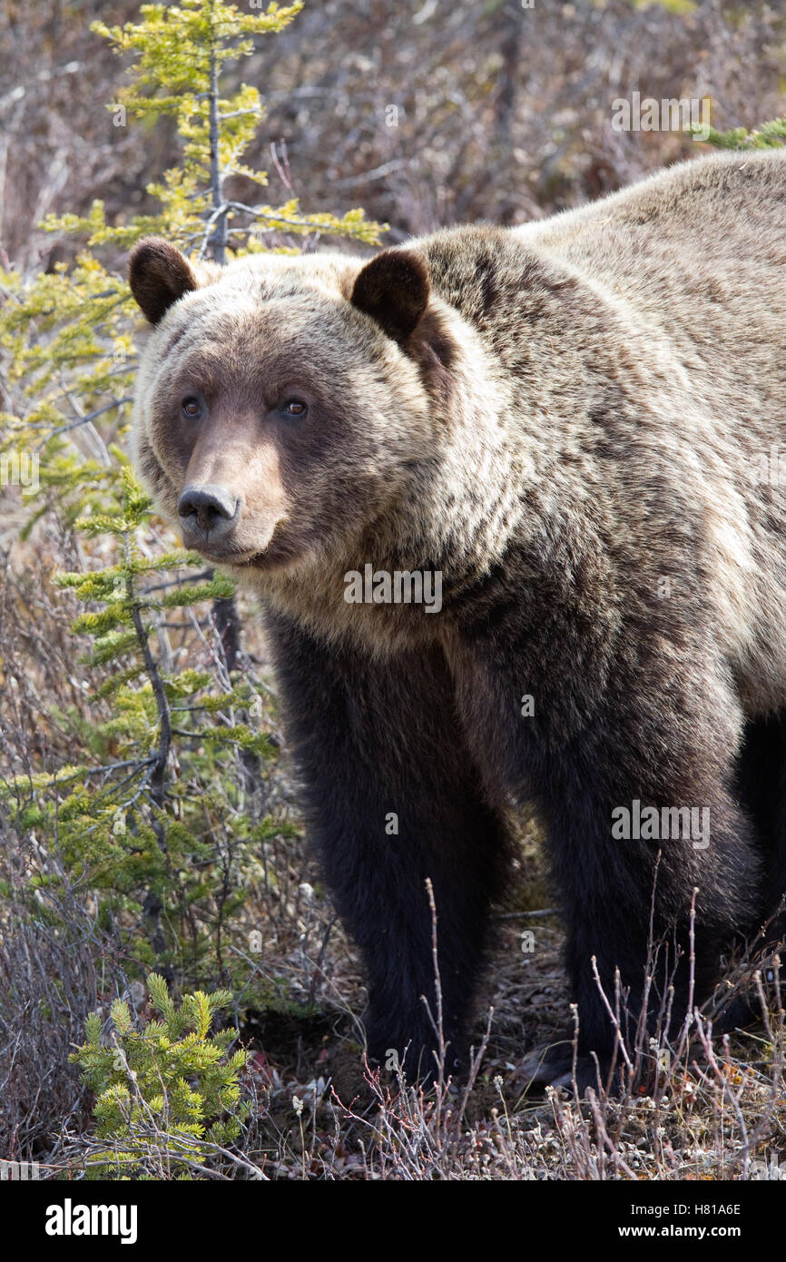 Grizzly Bear (Ursus arctos horribilis) male, Jasper National Park, Alberta, Canada Stock Photo ...