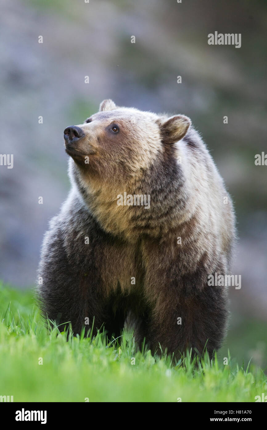 Grizzly Bear (Ursus arctos horribilis), Jasper National Park, Alberta, Canada Stock Photo - Alamy