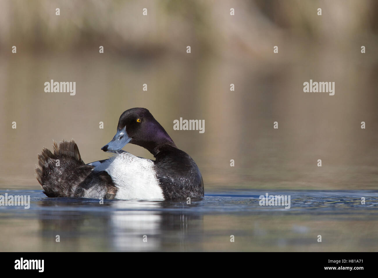 Lesser Scaup (Aythya affinis) drake preening, Fairfield, Montana Stock ...