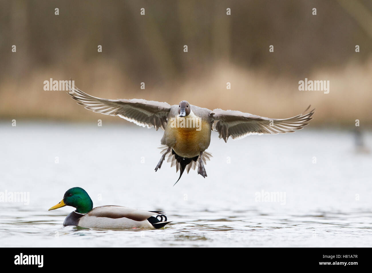 Northern Pintail (Anas acuta) drake landing near Mallard (Anas ...