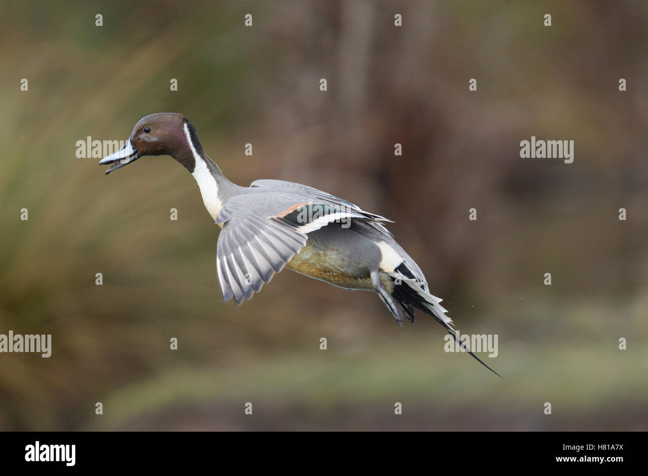 Northern Pintail (Anas acuta) drake landing, Fairfield, Montana Stock ...