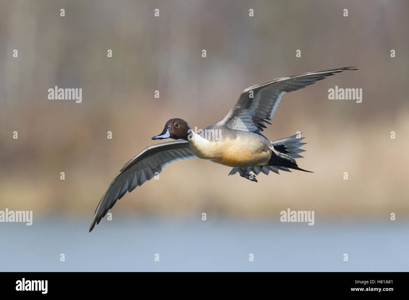 Northern Pintail (Anas acuta) drake flying, Fairfield, Montana Stock ...