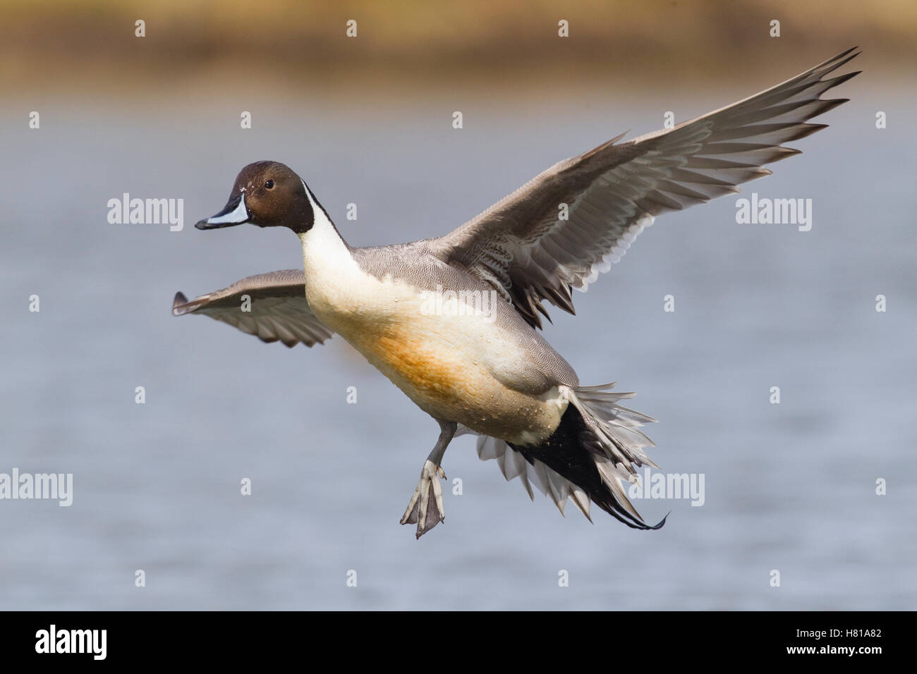 Northern Pintail (Anas acuta) drake flying, Fairfield, Montana Stock ...