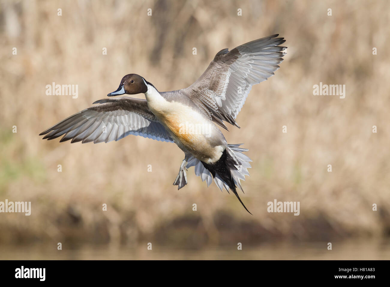 Northern Pintail (Anas acuta) drake landing, Fairfield, Montana Stock ...