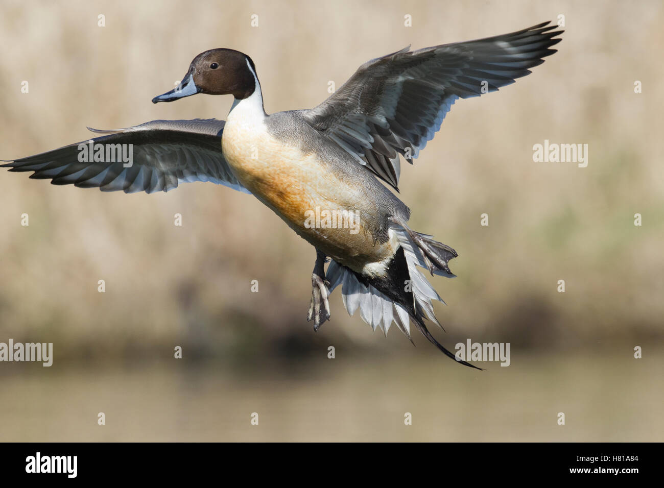 Northern Pintail (Anas acuta) drake landing, Fairfield, Montana Stock ...