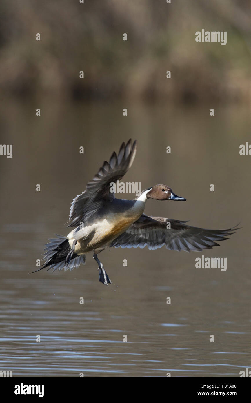 Northern Pintail (Anas acuta) drake landing, Fairfield, Montana Stock ...