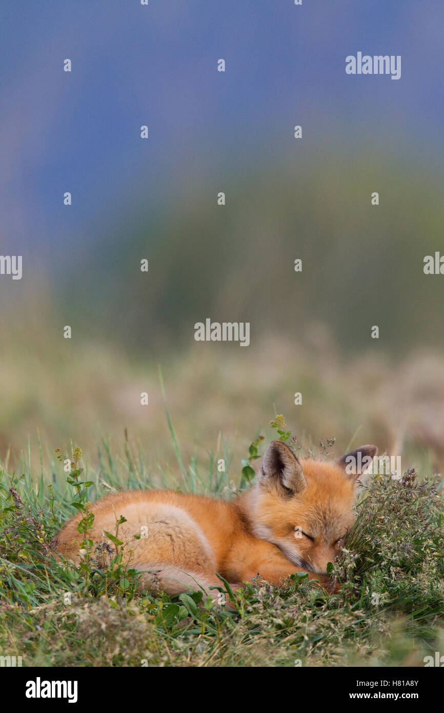 Red Fox (Vulpes vulpes) kit sleeping, Missoula, Montana Stock Photo - Alamy