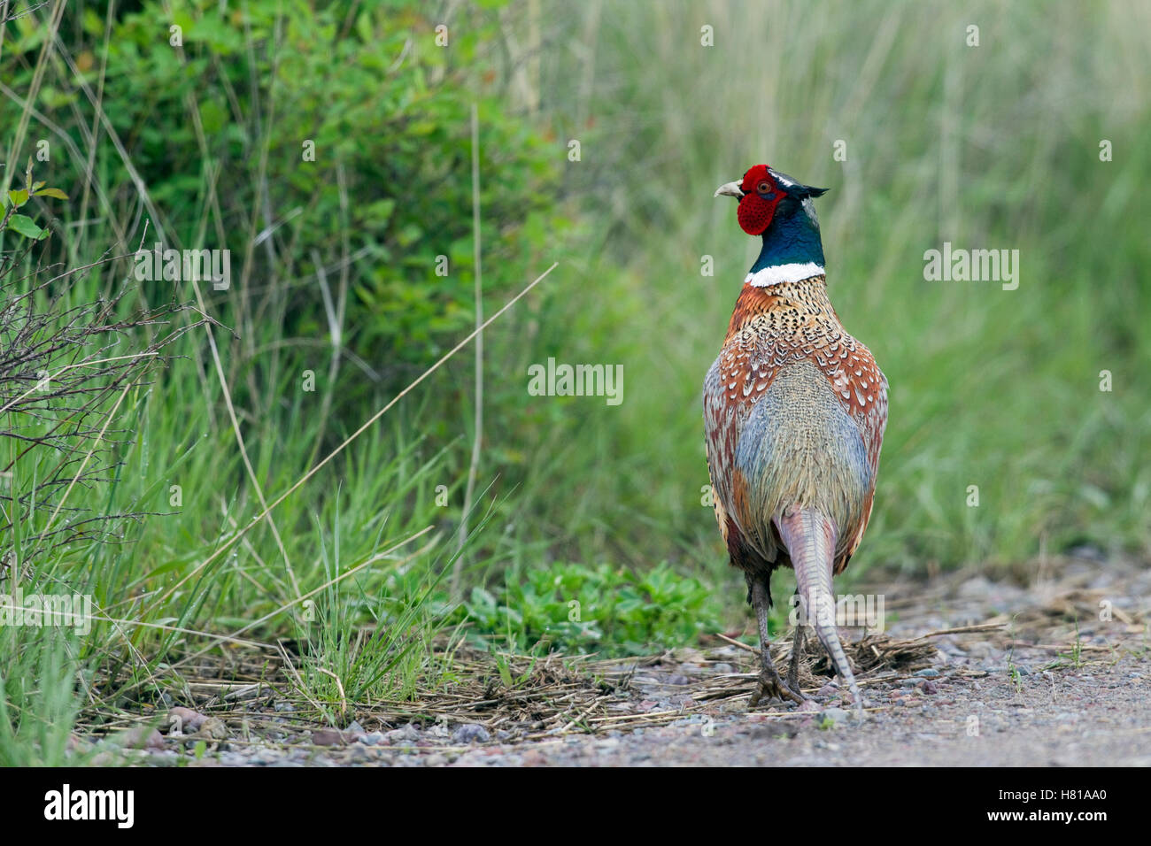Ring-necked Pheasant (Phasianus colchicus) male, National Bison Range ...