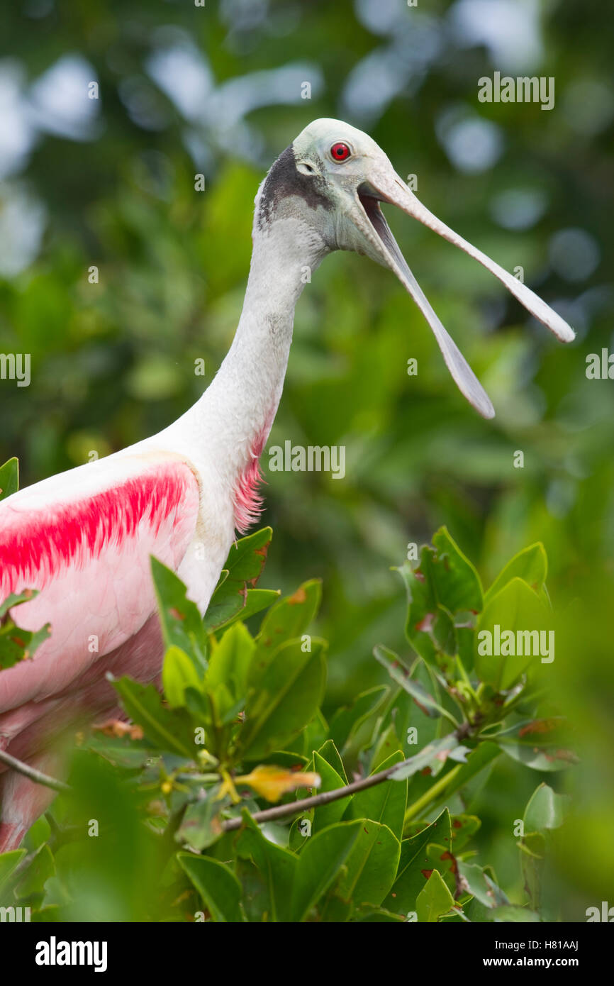 Roseate Spoonbill (Platalea ajaja) calling, Sian Ka'an Biosphere ...