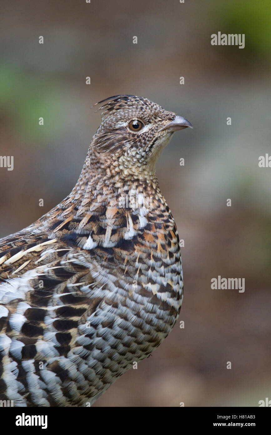 Ruffed Grouse (Bonasa umbellus), Troy, Montana Stock Photo - Alamy