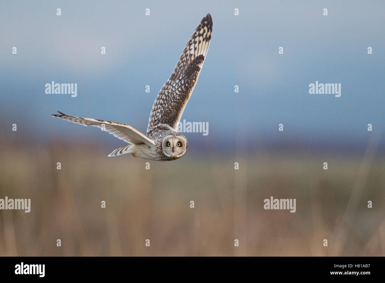 Short-eared Owl (Asio flammeus) flying, Ronan, Montana Stock Photo - Alamy