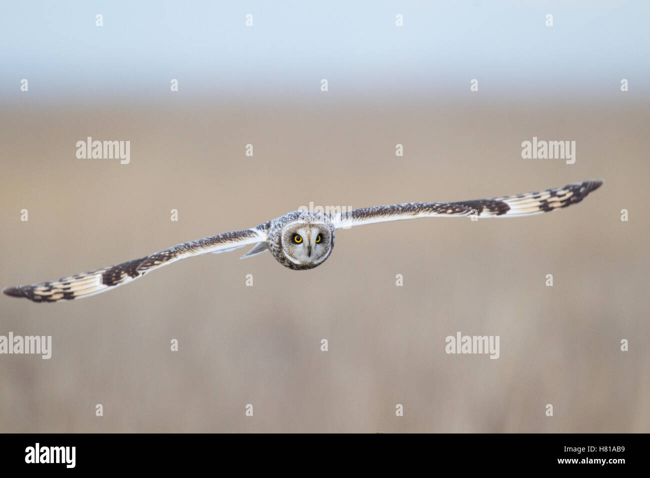 Short-eared Owl (Asio flammeus) flying, Ronan, Montana Stock Photo - Alamy