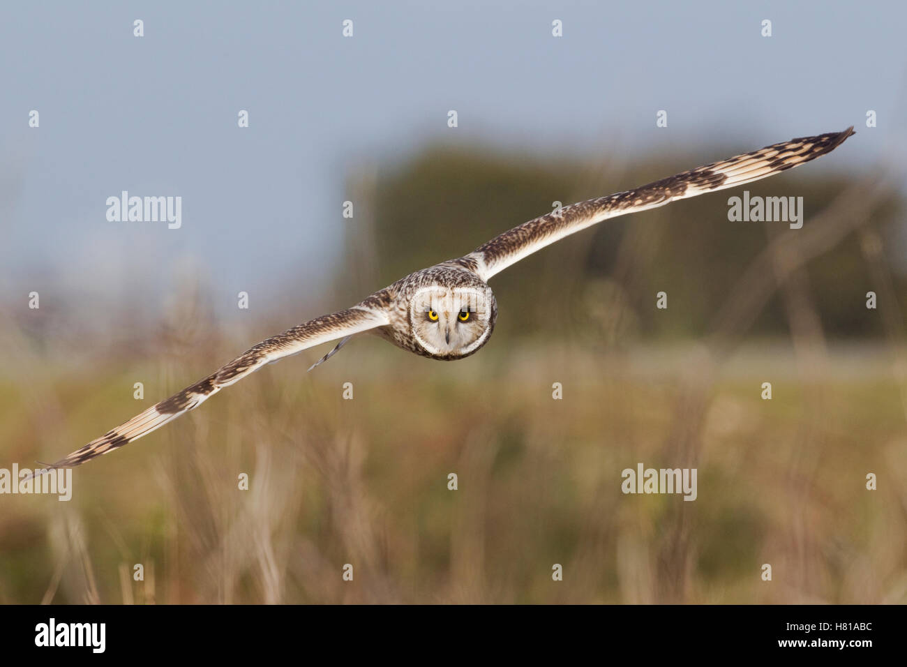 Short-eared Owl (Asio flammeus) flying, Ronan, Montana Stock Photo - Alamy