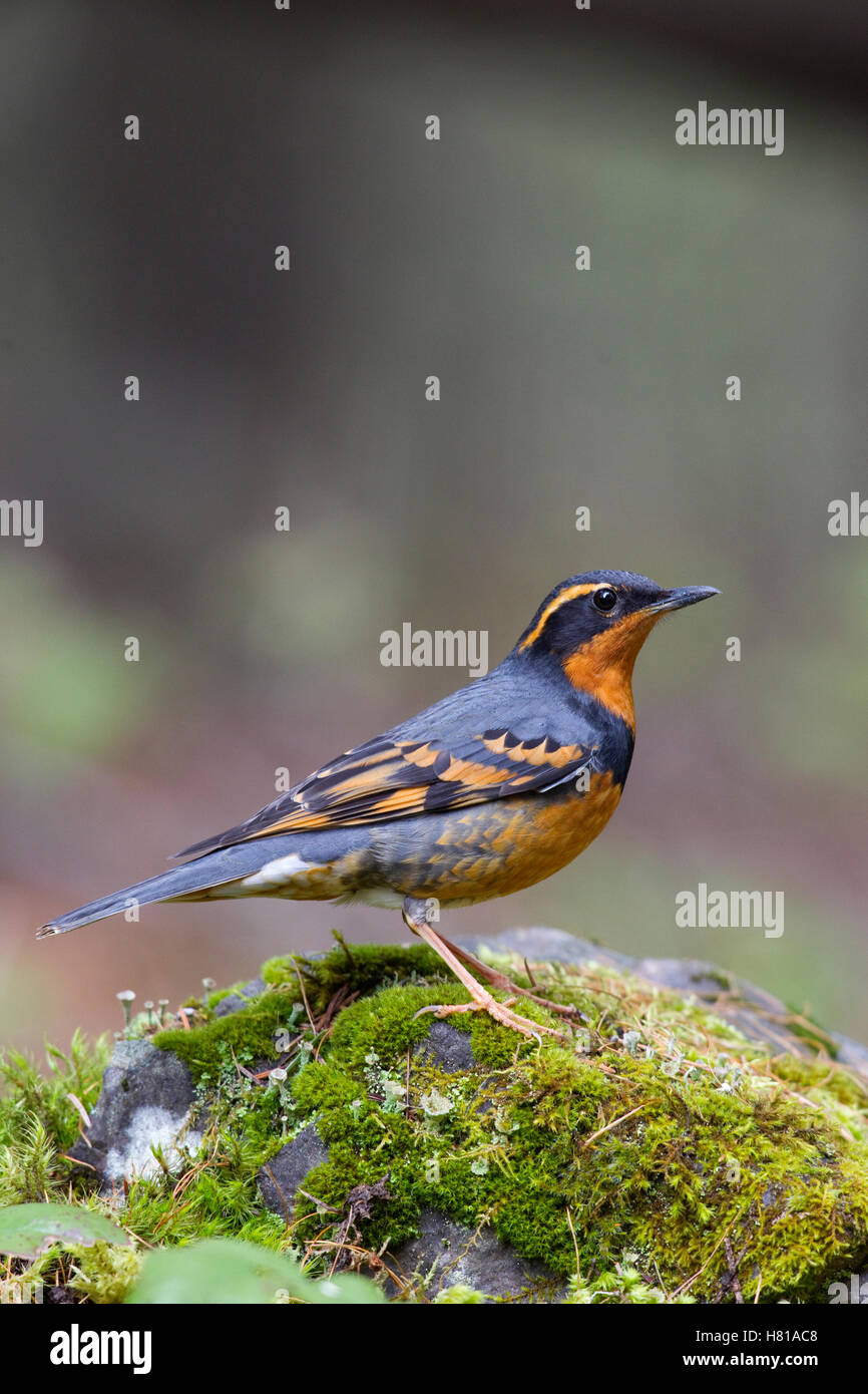 Varied Thrush (Ixoreus naevius) male, Troy, Montana Stock Photo - Alamy