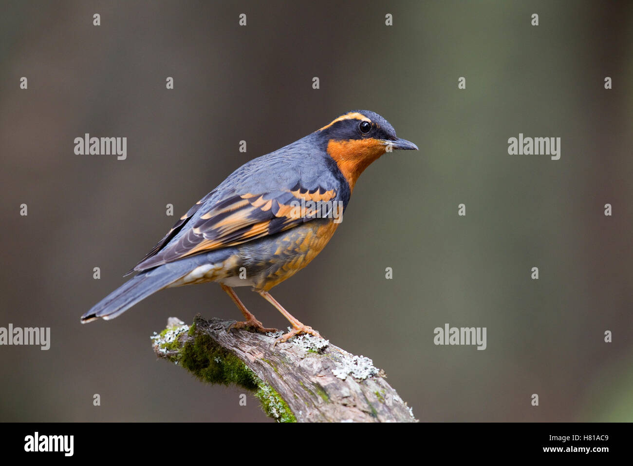 Varied Thrush (Ixoreus naevius) male, Troy, Montana Stock Photo - Alamy