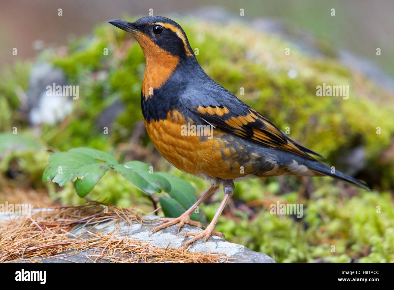 Varied Thrush (Ixoreus naevius) male, Troy, Montana Stock Photo - Alamy
