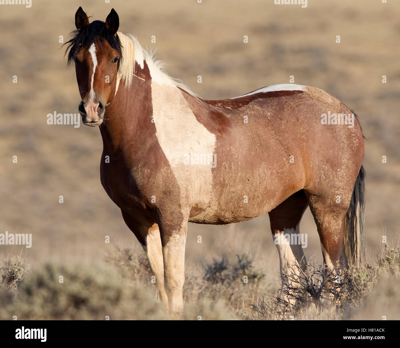 Wild Horse (Equus caballus), McCullough Peaks Wild Horse Range, north ...