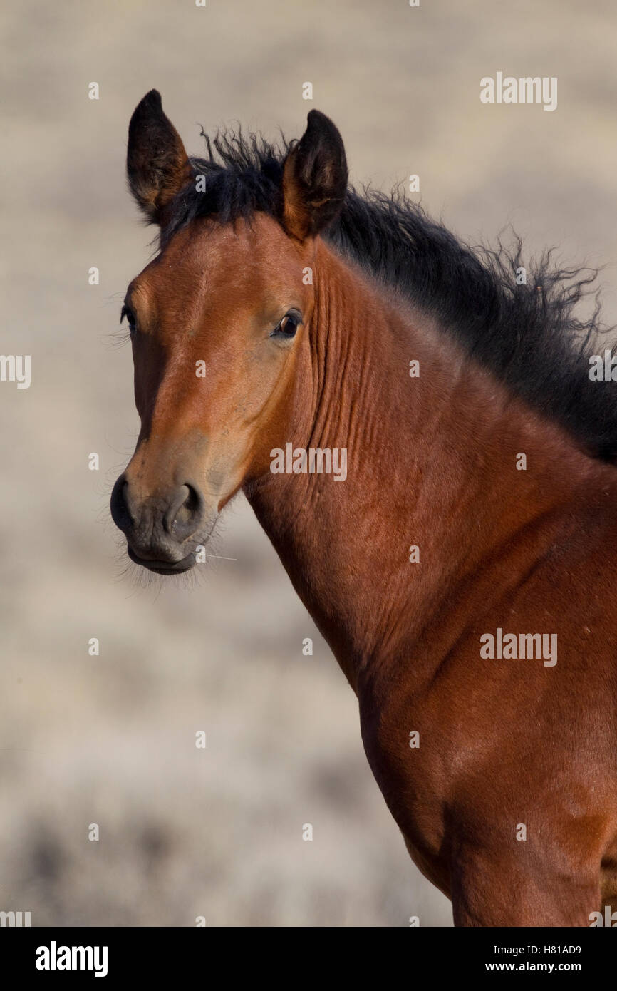 Wild Horse (Equus caballus), McCullough Peaks Wild Horse Range, north ...
