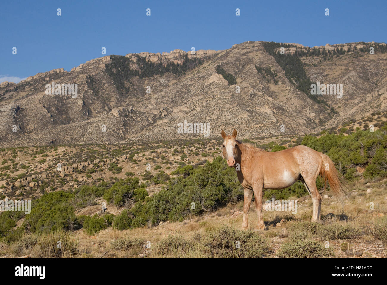 Wild Horse (Equus caballus) in desert, Pryor Mountain Wild Horse Range ...