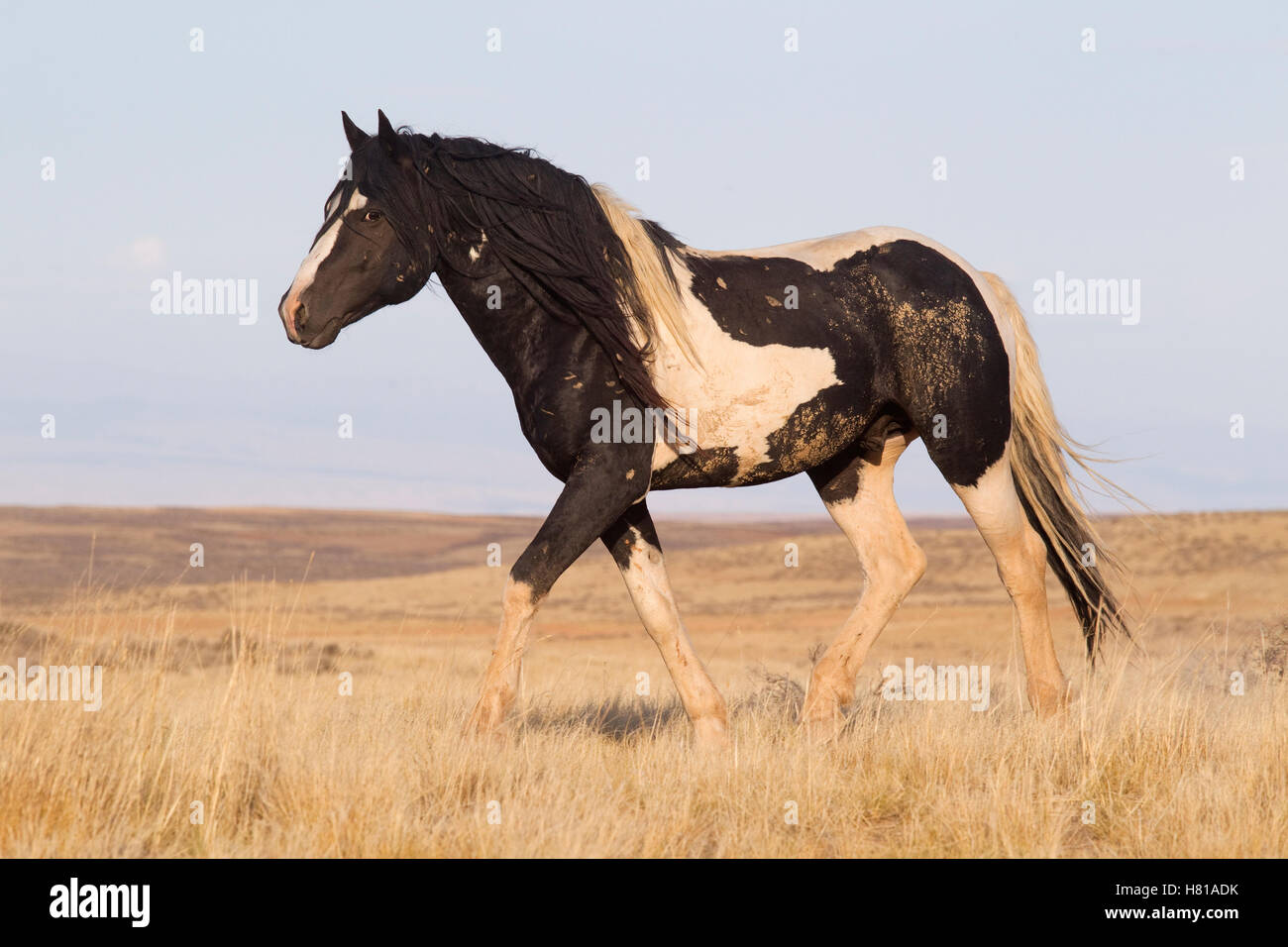 Wild Horse (Equus caballus), McCullough Peaks Wild Horse Range, north ...