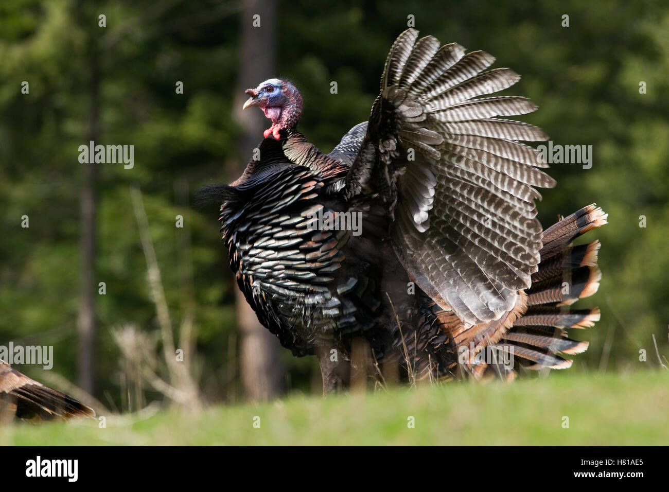 Wild Turkey (Meleagris gallopavo) male stretching wings, Troy, Montana ...