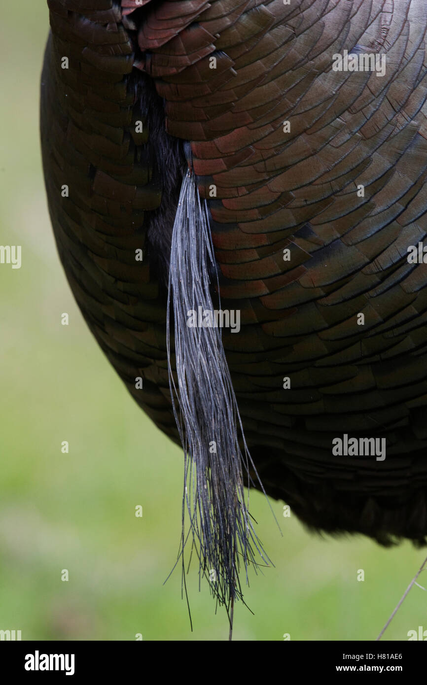 Wild Turkey (Meleagris gallopavo) male beard, Troy, Montana Stock Photo ...