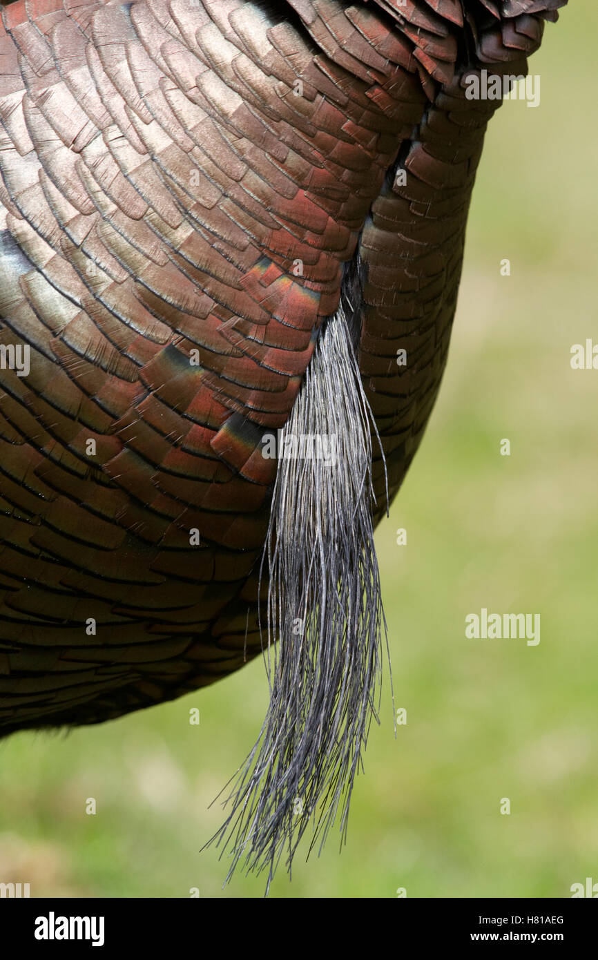 Wild Turkey (Meleagris gallopavo) male beard, Troy, Montana Stock Photo ...