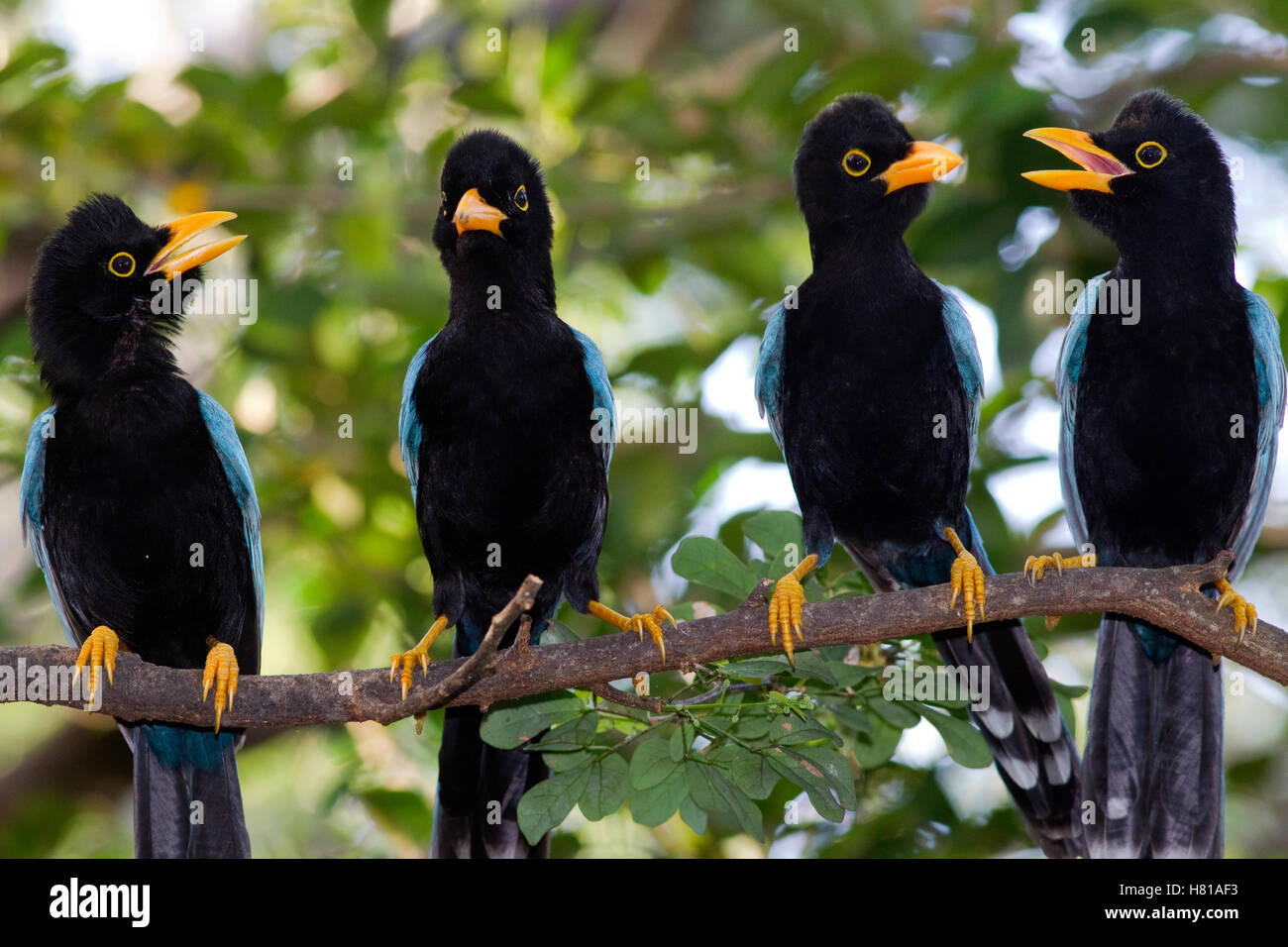 Yucatan Jay (Cyanocorax yucatanicus) group, Sian Ka'an Biosphere ...