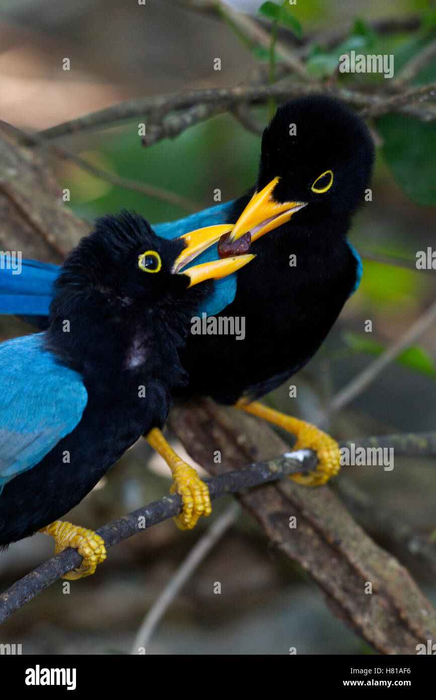 Yucatan Jay (Cyanocorax yucatanicus) parent feeding fledgling, Sian Ka ...