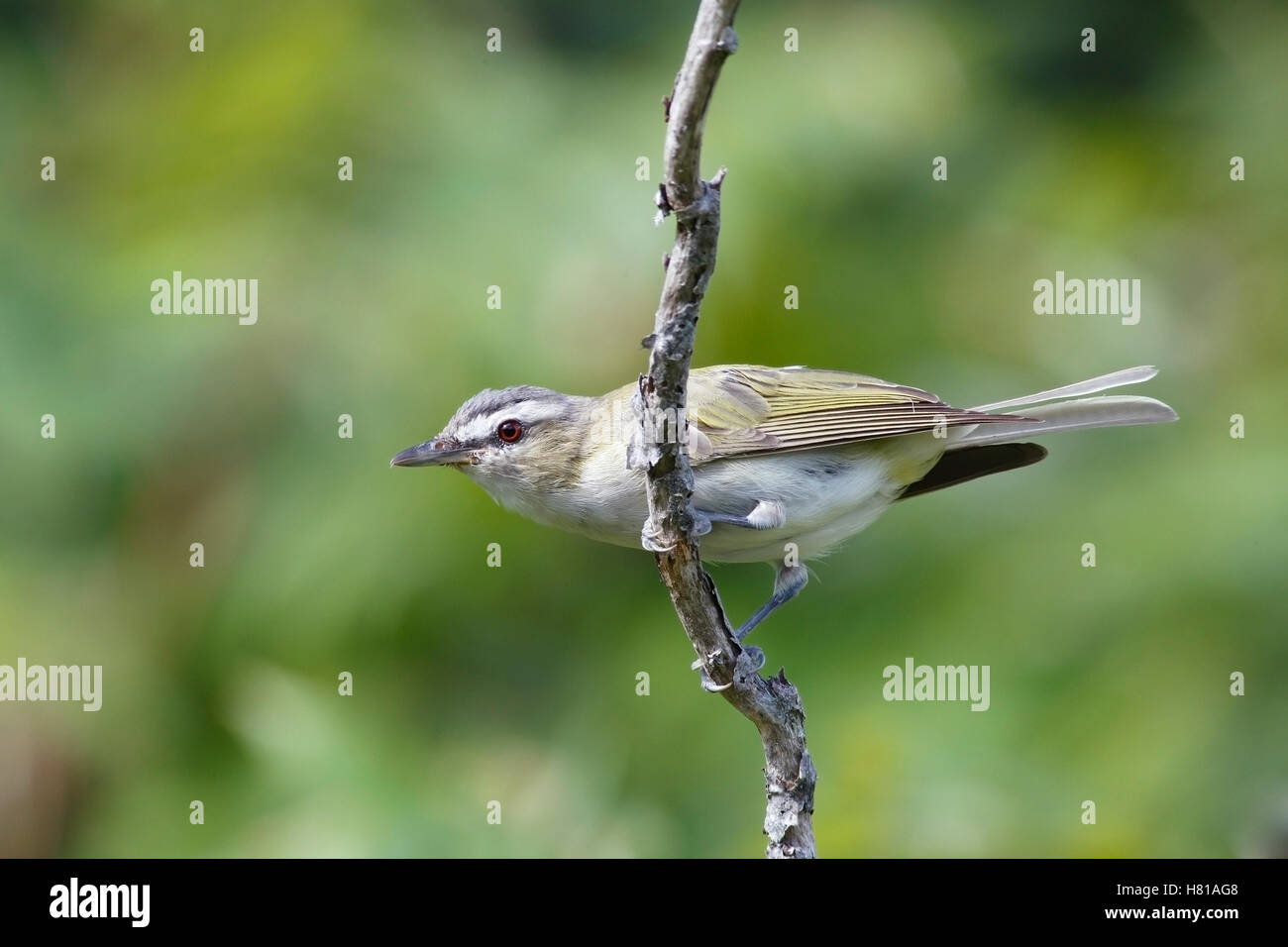 Red-eyed Vireo (Vireo olivaceus), Canada Stock Photo - Alamy