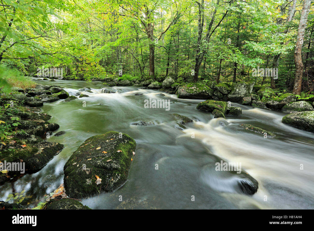 Mickey Hill Creek flowing through deciduous forest, Nova Scotia, Canada ...
