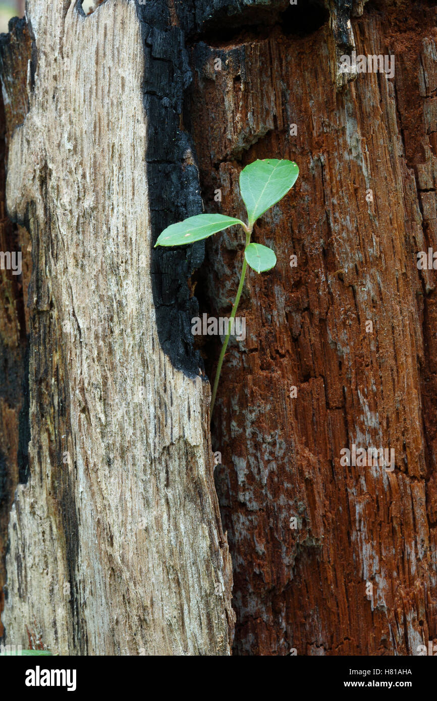 Stump sprouting hi-res stock photography and images - Alamy