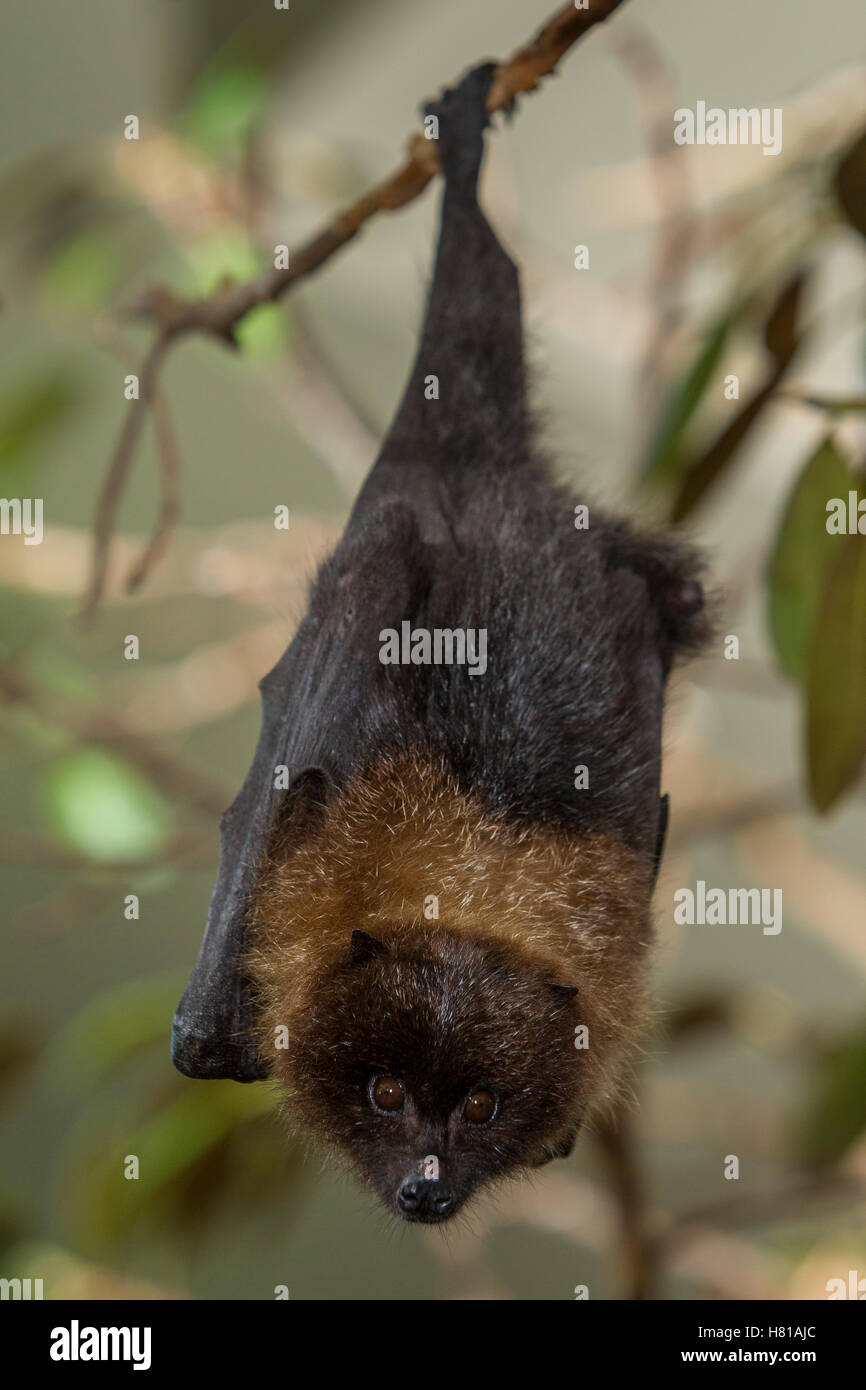 Rodrigues Flying Fox (Pteropus rodricensis) roosting, native to ...