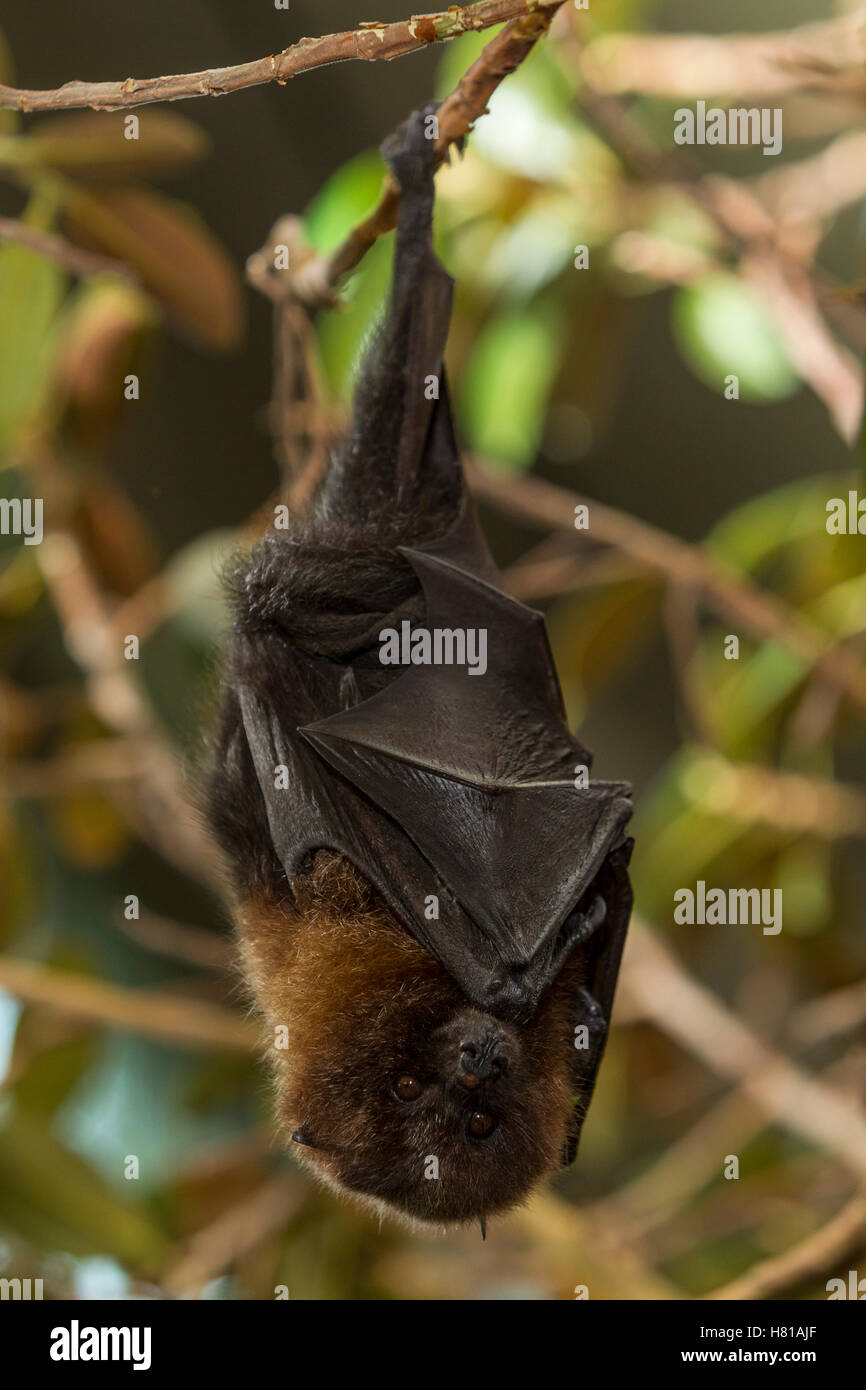 Rodrigues Flying Fox (Pteropus rodricensis) roosting, native to ...
