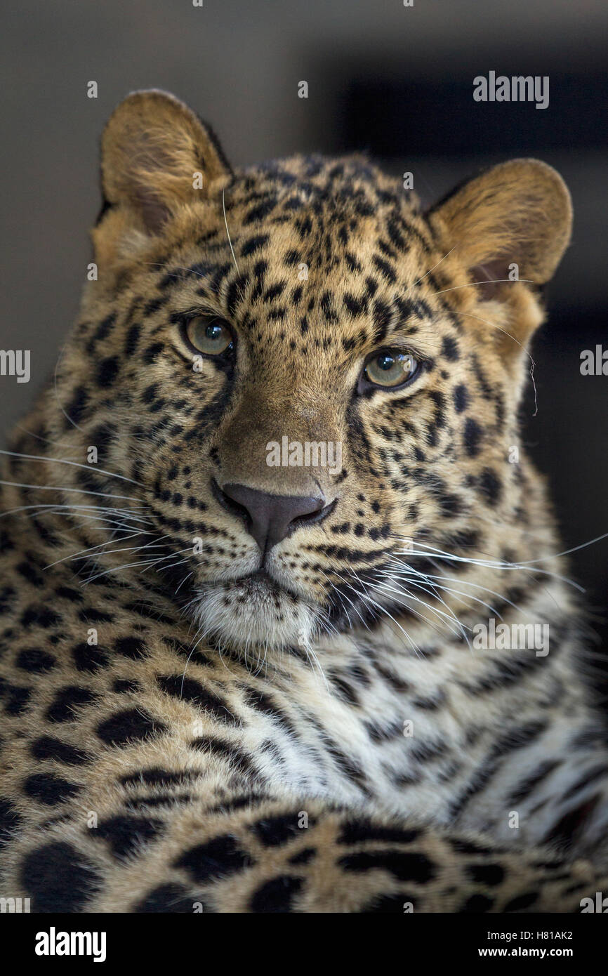 Amur Leopard (Panthera pardus orientalis) sub-adult, native to Russia ...