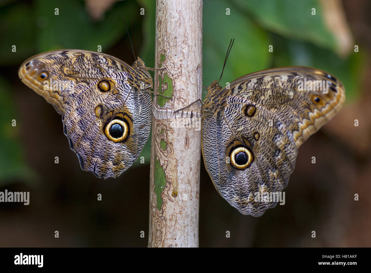 Nymphalid Butterfly (Nymphalidae) pair, San Diego Zoo, California Stock ...