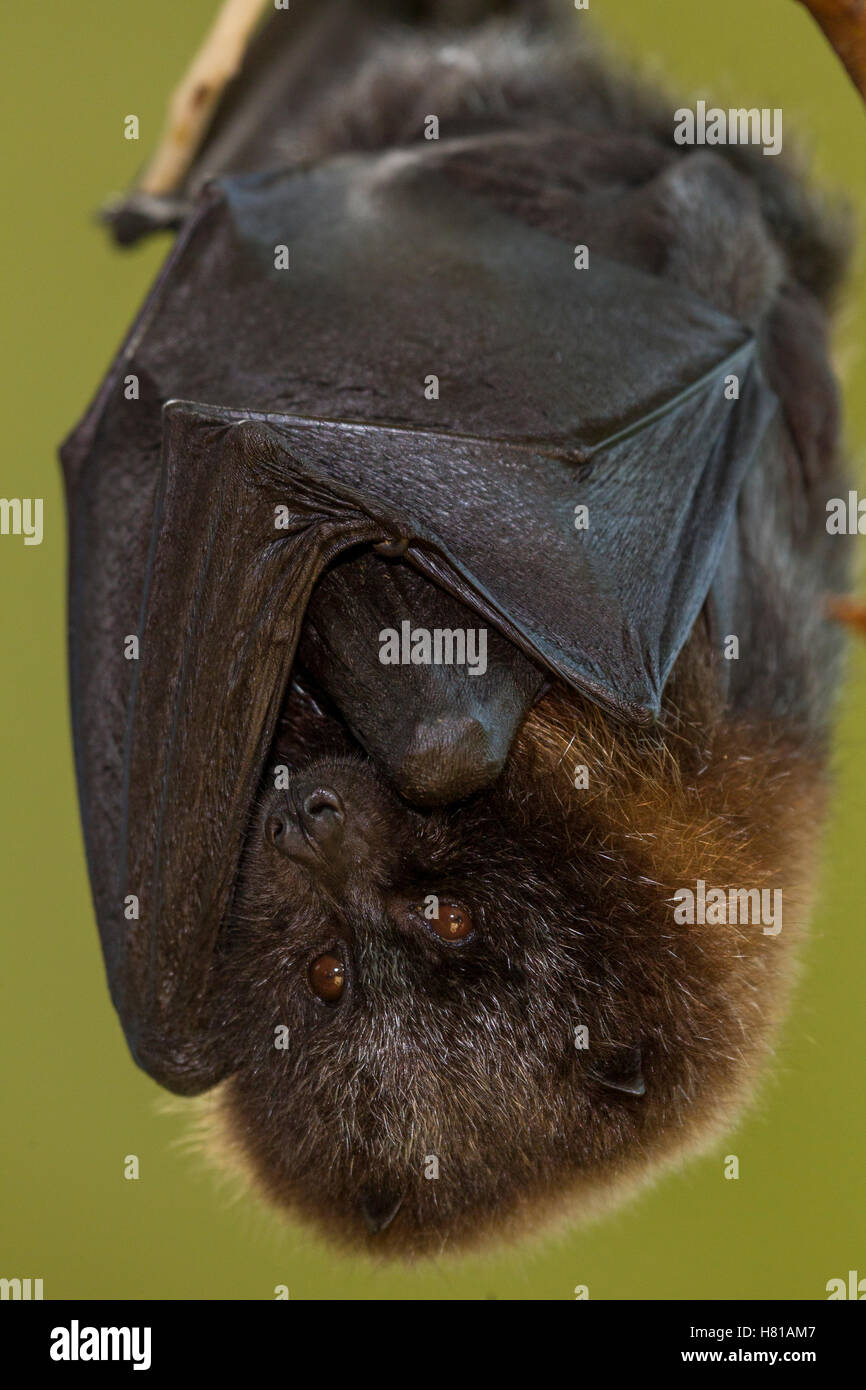 Rodrigues Flying Fox (Pteropus rodricensis) roosting, native to ...