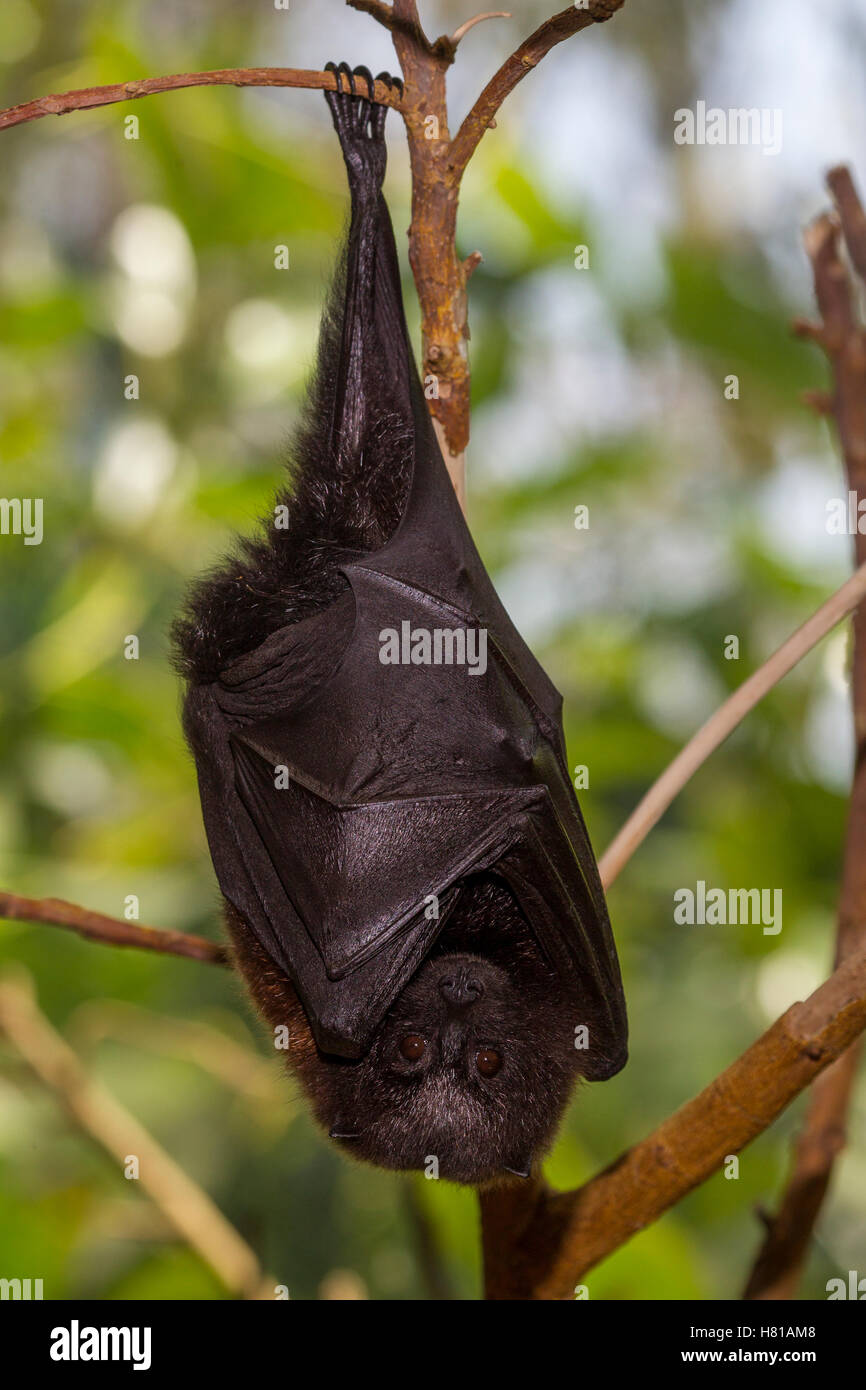 Rodrigues Flying Fox (Pteropus rodricensis) roosting, native to ...