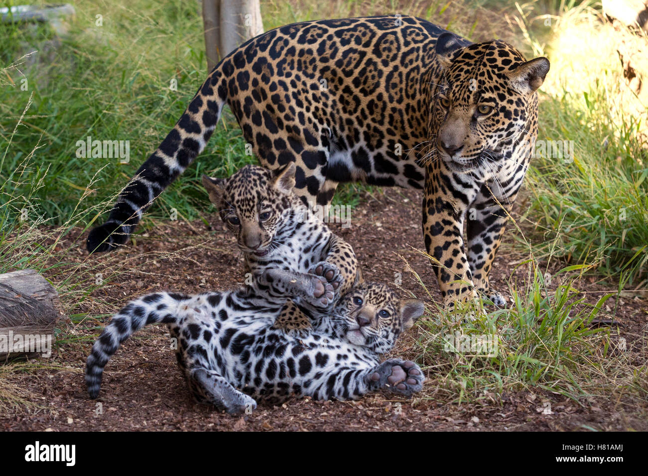Jaguar (Panthera onca) cubs playing with mother watching, native to ...