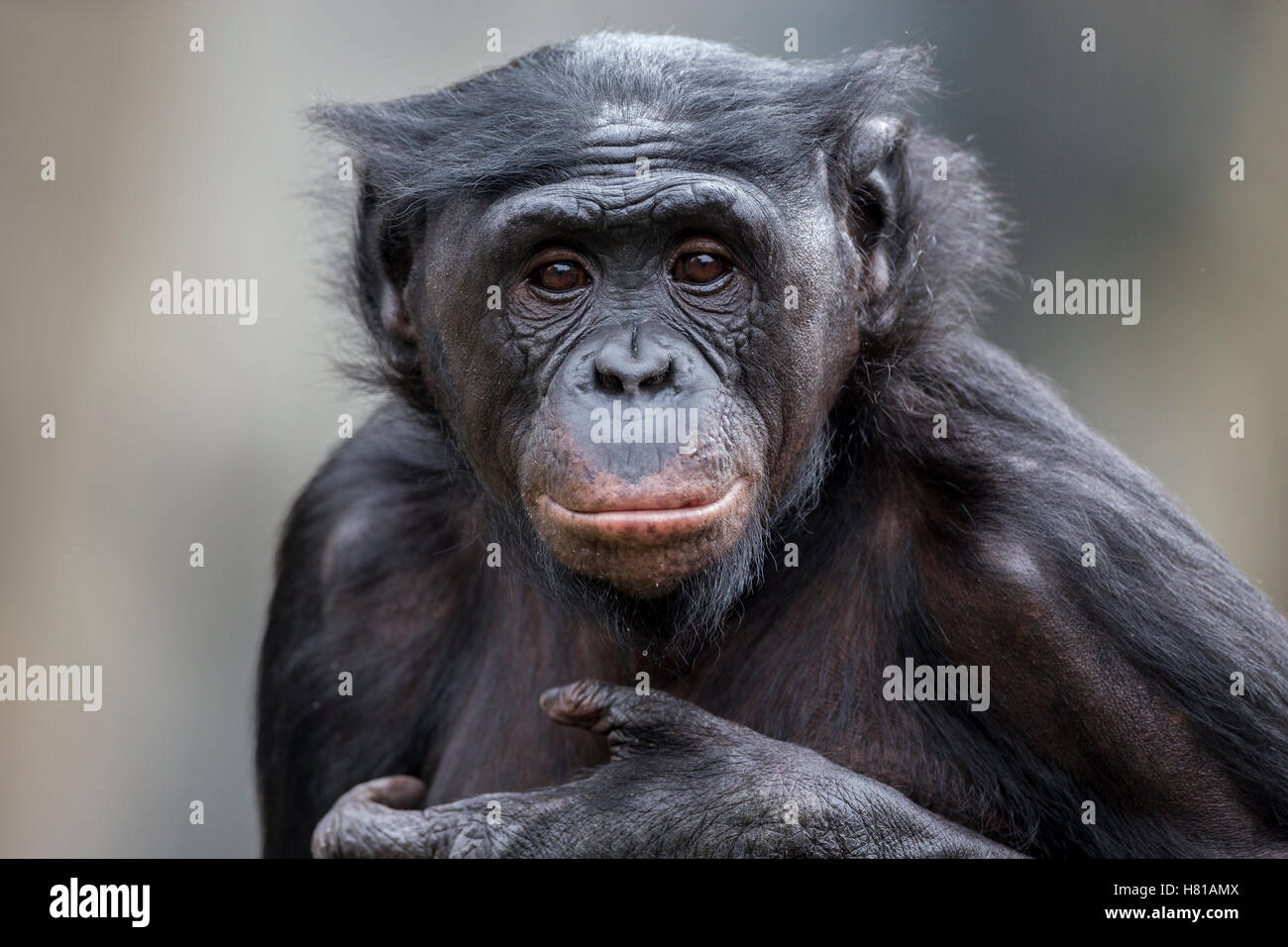 Bonobo (Pan paniscus), native to Africa Stock Photo - Alamy