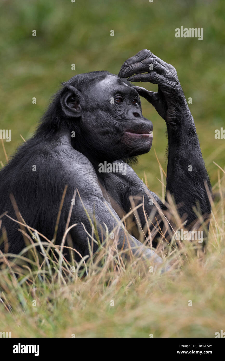 Bonobo (Pan paniscus) scratching head, native to Africa Stock Photo - Alamy