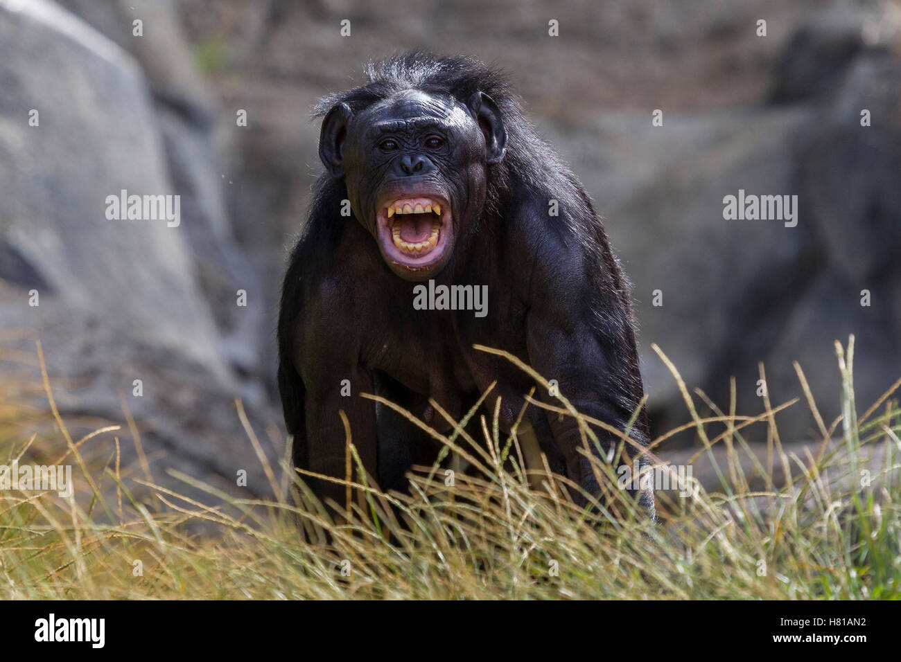 Bonobo (Pan paniscus) displaying, native to Africa Stock Photo - Alamy