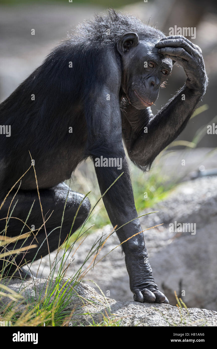Bonobo (Pan paniscus) scratching head, native to Africa Stock Photo - Alamy