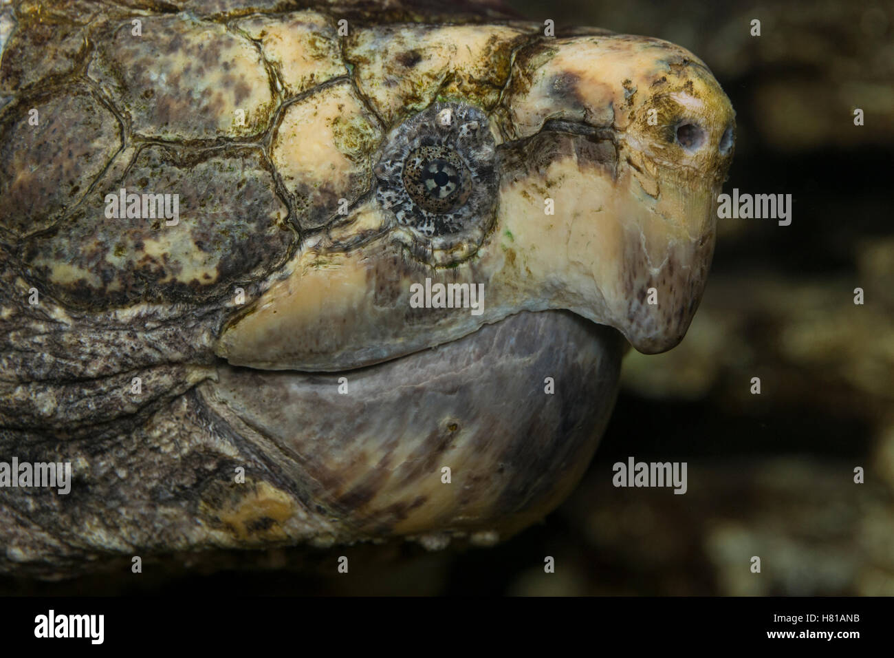 Alligator Snapping Turtle (Macrochelys temminckii), native to North ...